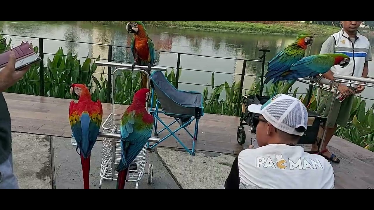 burung film rio. burung terot - YouTube