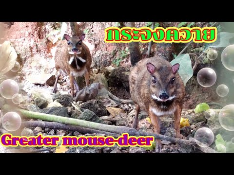 Greater mouse-deer (กระจงควาย) 2 - YouTube
