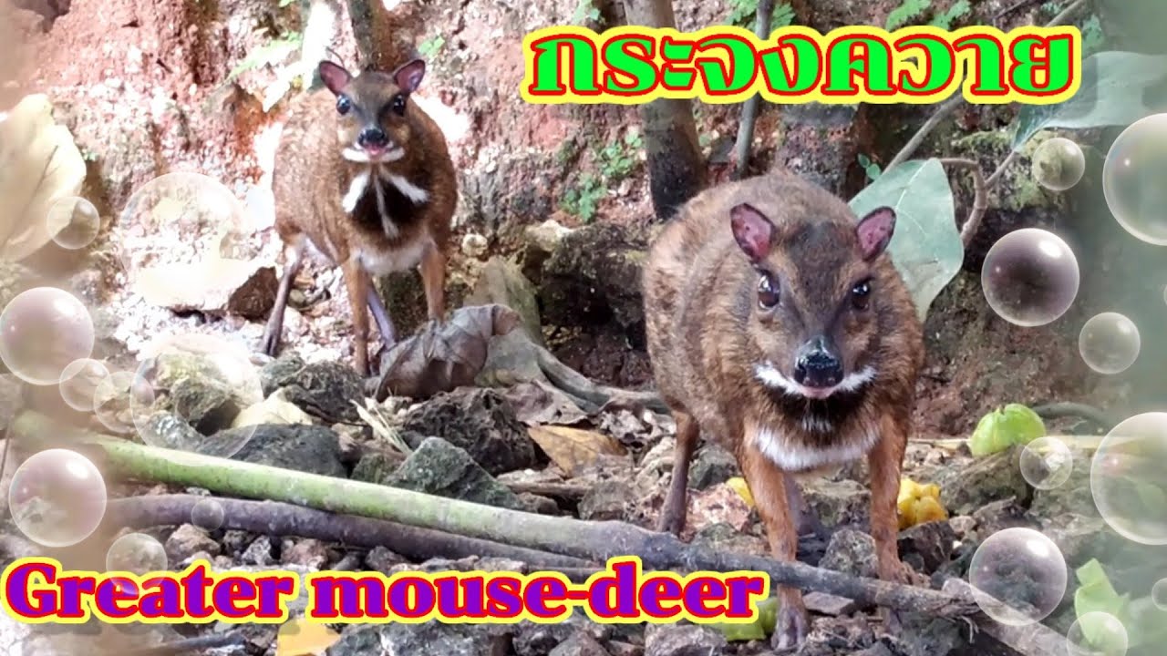 Greater mouse-deer (กระจงควาย) 2 - YouTube