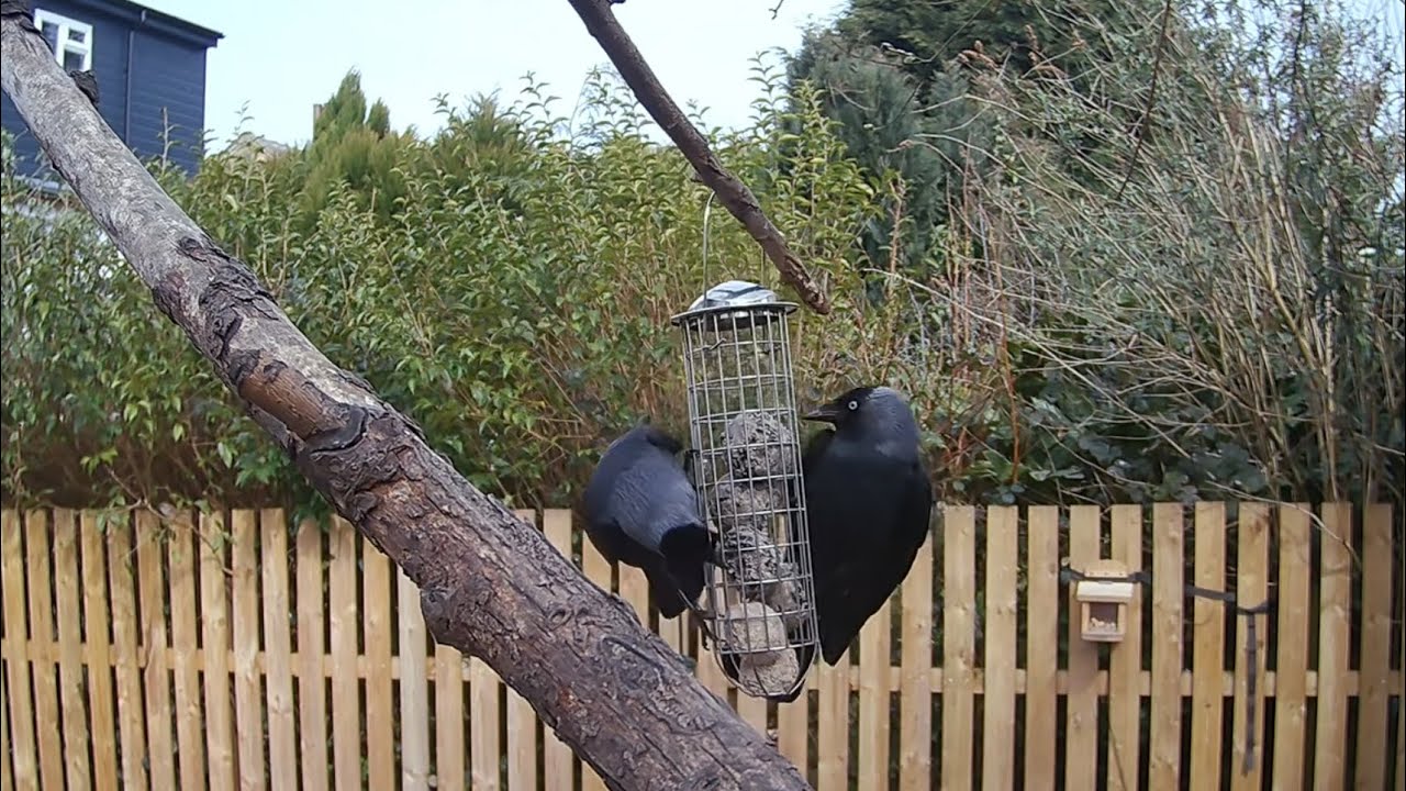 The jackdaws feasting on the fat balls. The James Bond of the corvids ...