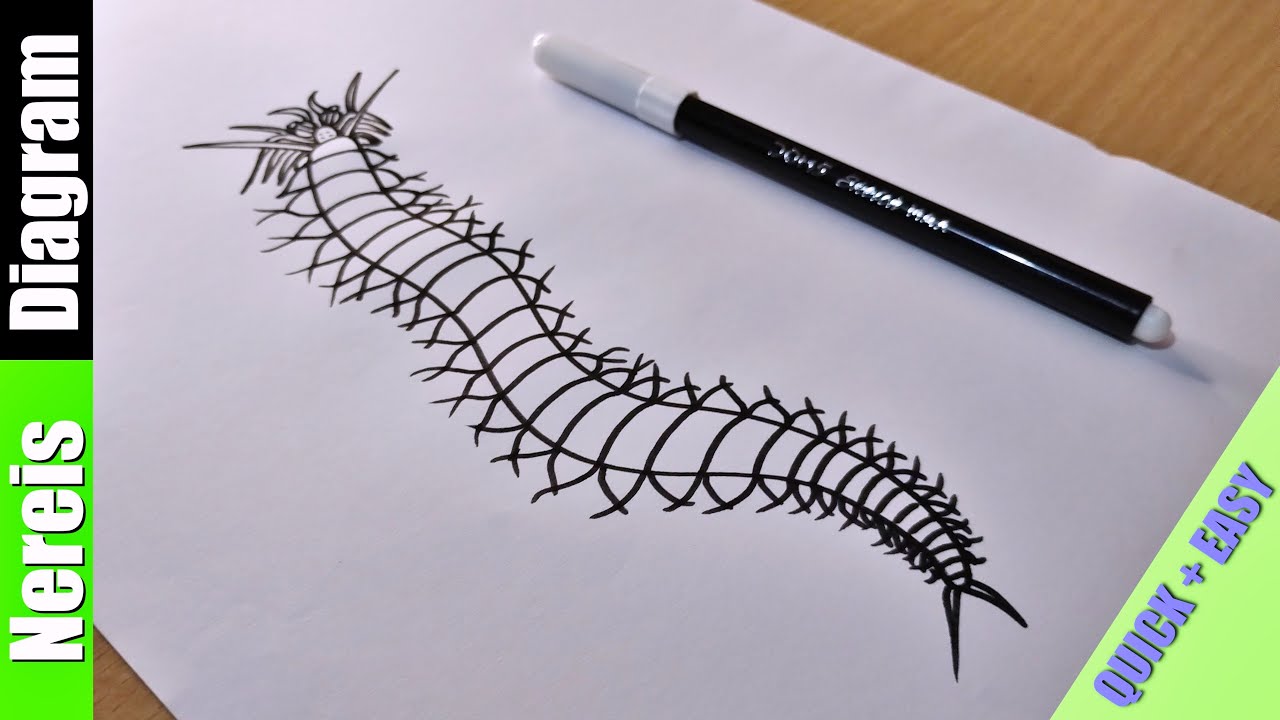 Nereis diagram drawing | how to draw Nereis easily | Phylum - Annelida ...