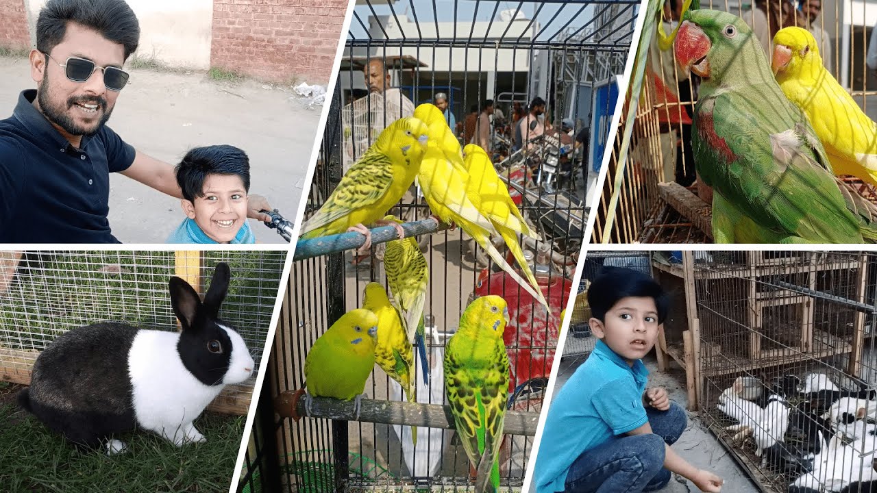 Aj Hum Ne Multan Pets Market Visit Ki 😍 Amazing Rabbits | Beautiful ...