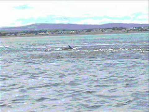 Ricardo Curbelo - El Delfín del Orinoco / The Orinoco Dolphin - YouTube