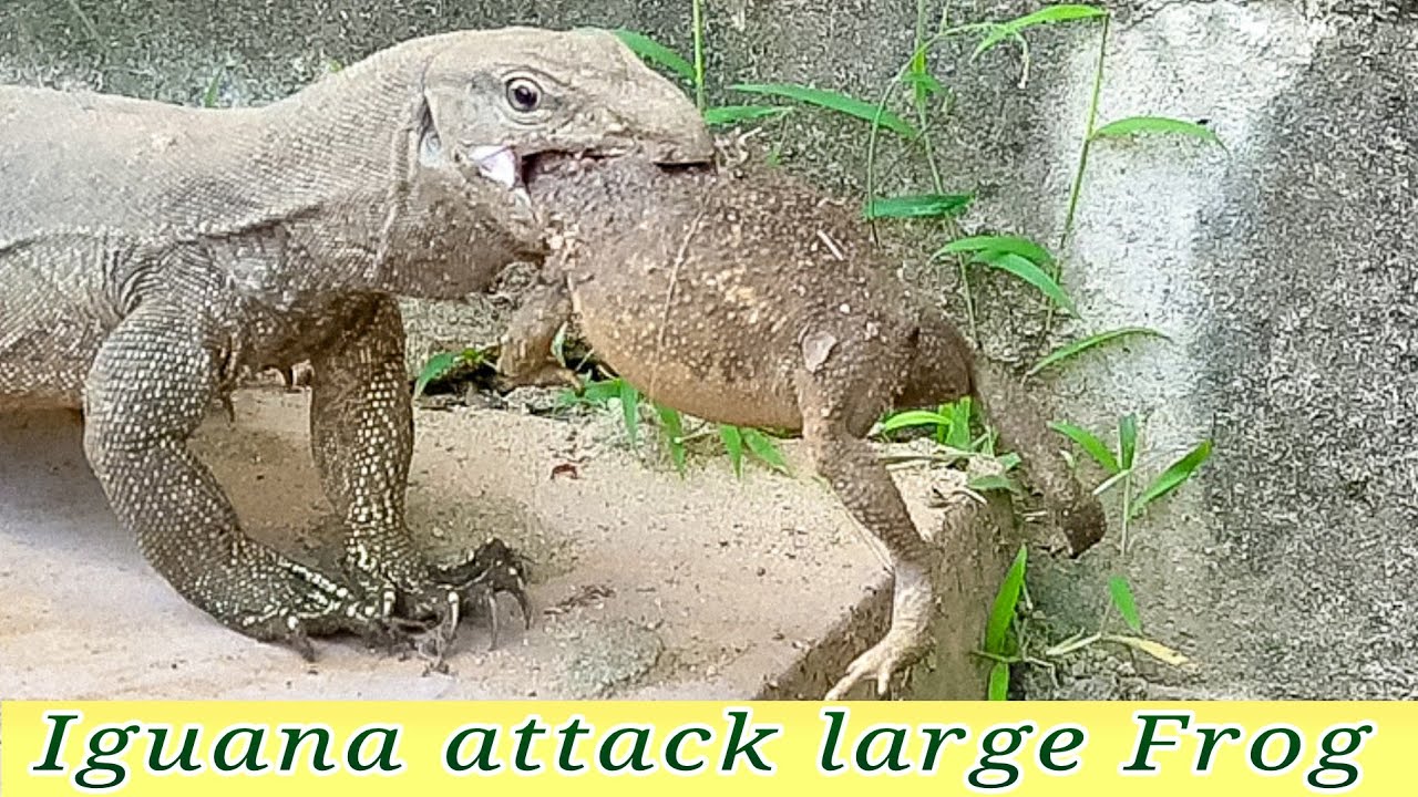 Iguana attack large frog(තලගොයාට හසු වූ යෝධ ගෙම්බාගේ ඉරණම) - YouTube