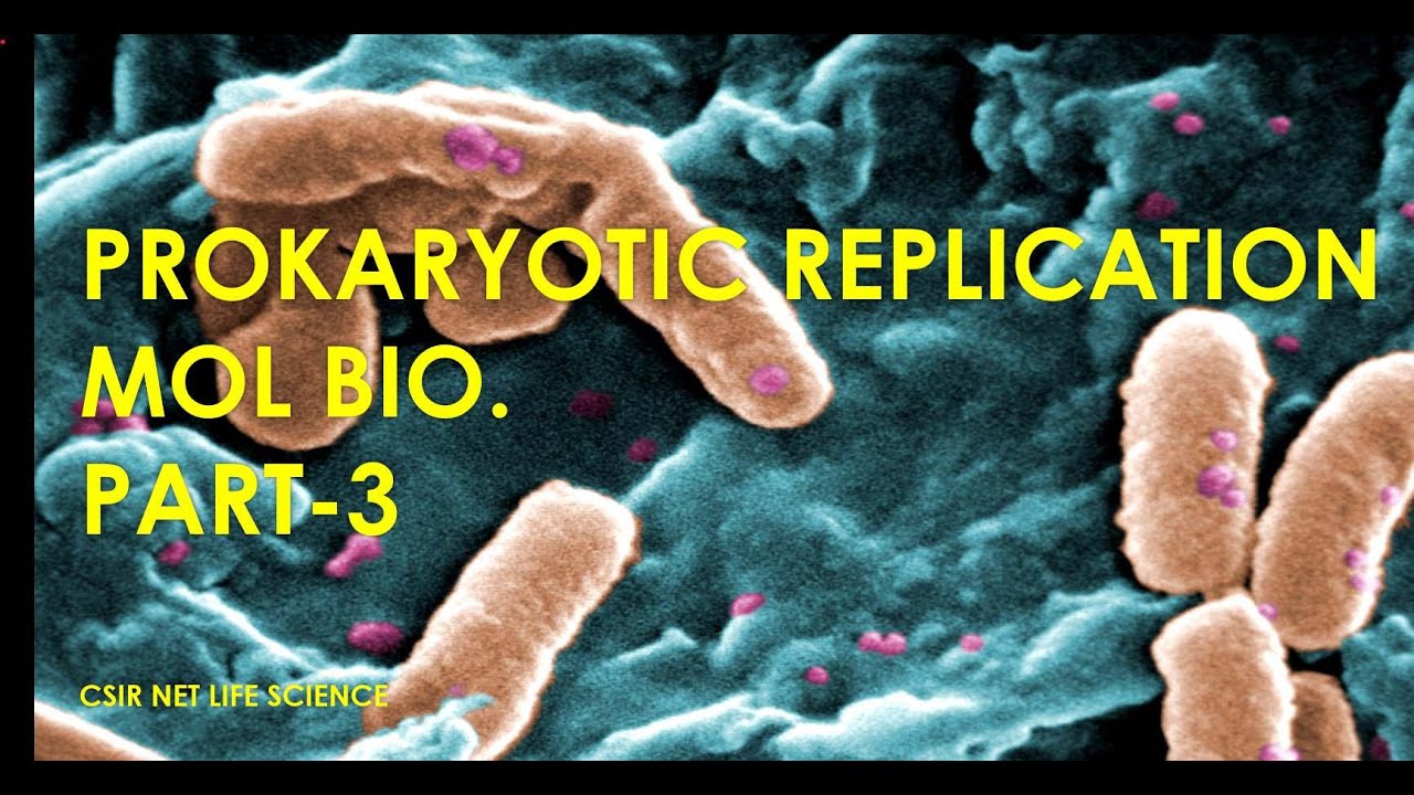 Elongation Prokaryotic Replication part-3 Detailed explanationcsir NET ...
