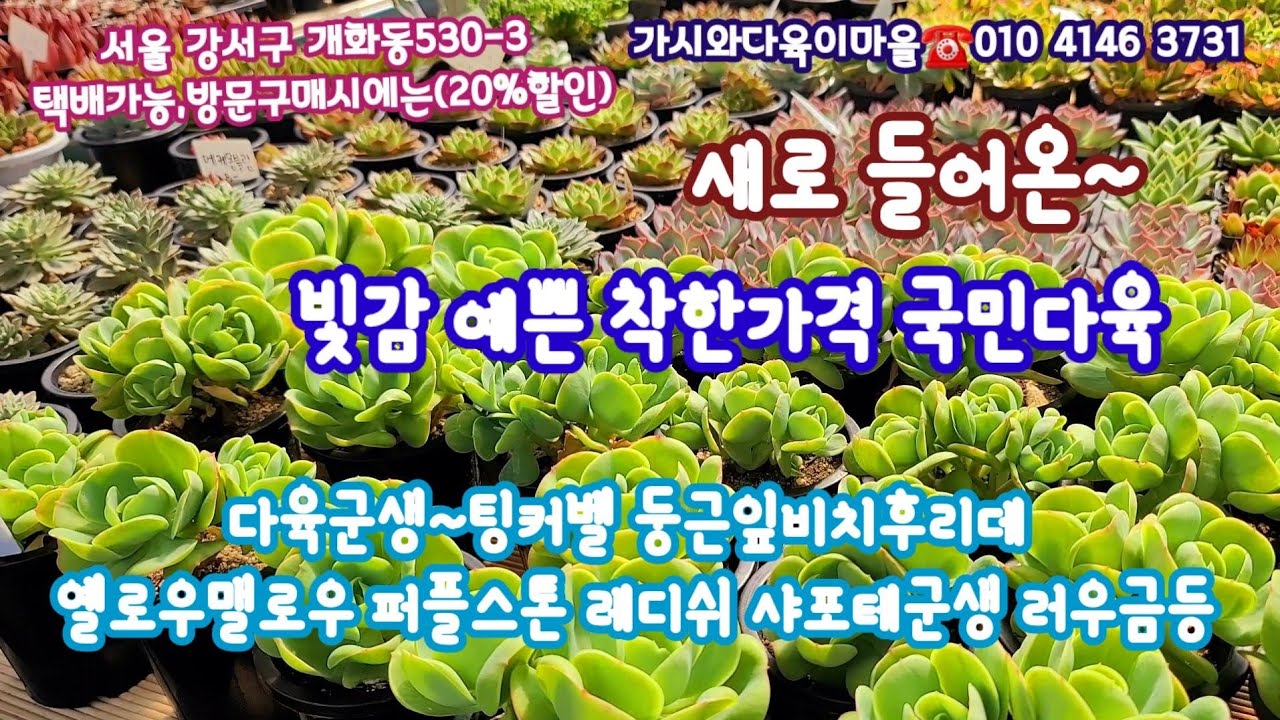 가시와다육이마을 다육군생 옐로우맬로우4천 둥근잎비치후리데8천 중사이즈고급품종창 샤포테군생 러우금 아르제 블랙야크등