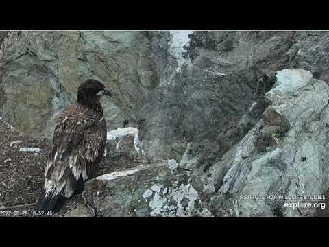 Beautiful Lancer - First Year Juvenile Eagle - Visits the Original Two ...