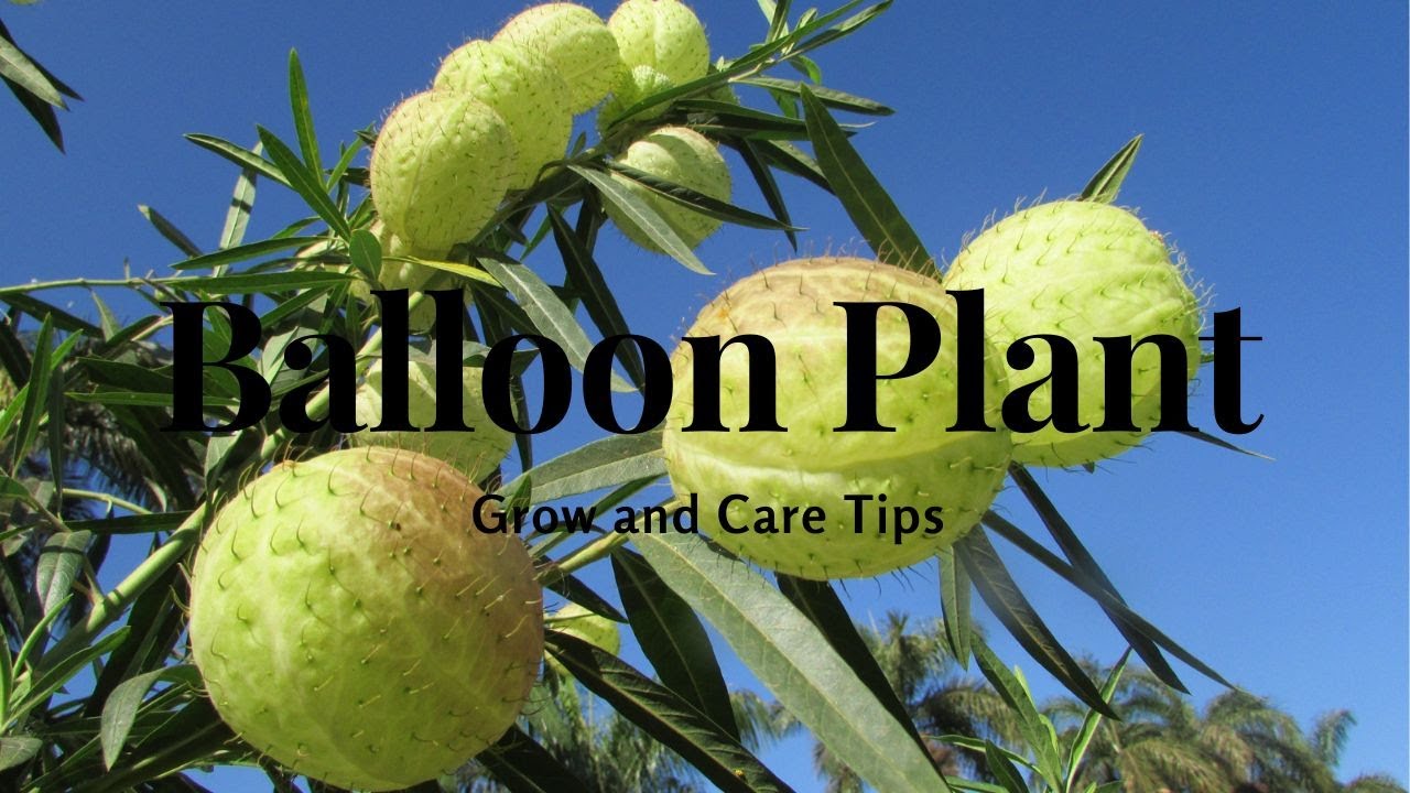 Balloon Plant: Grow and Care Tips - YouTube