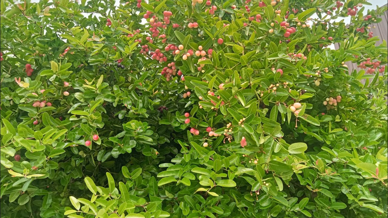 #agriculturebusiness #agriculture #khansavin what's name of tree plant ...