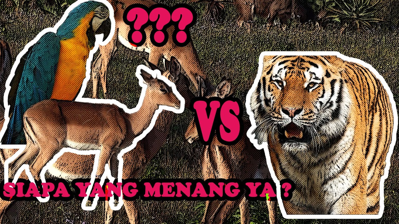 SERUUU !!! RUSA BERSIAP UNTUK DI TERKAM HARIMAU - YouTube