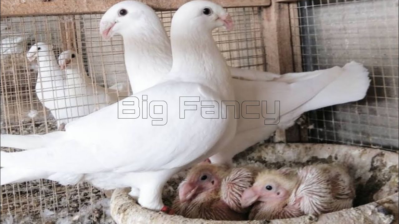 Beauty Homer pigeon breeds cages | fancy pigeon farm || Amazing ...