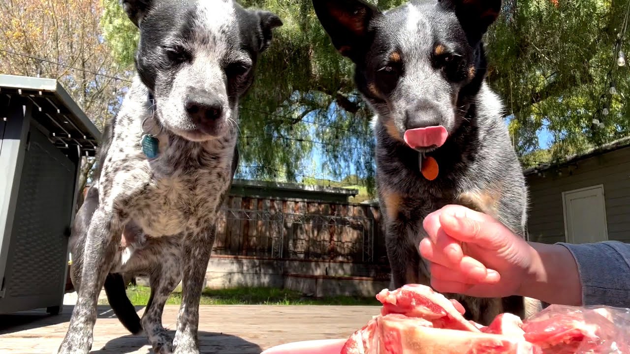 Australian Cattle Dogs Eat Wild Pig - ASMR - BARF Diet - Raw - YouTube