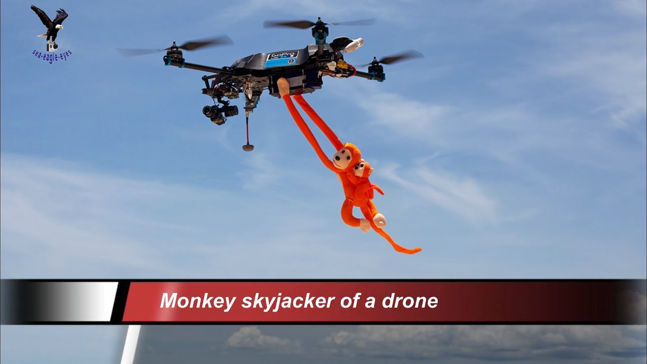 Monkey skyjacker of a drone - YouTube