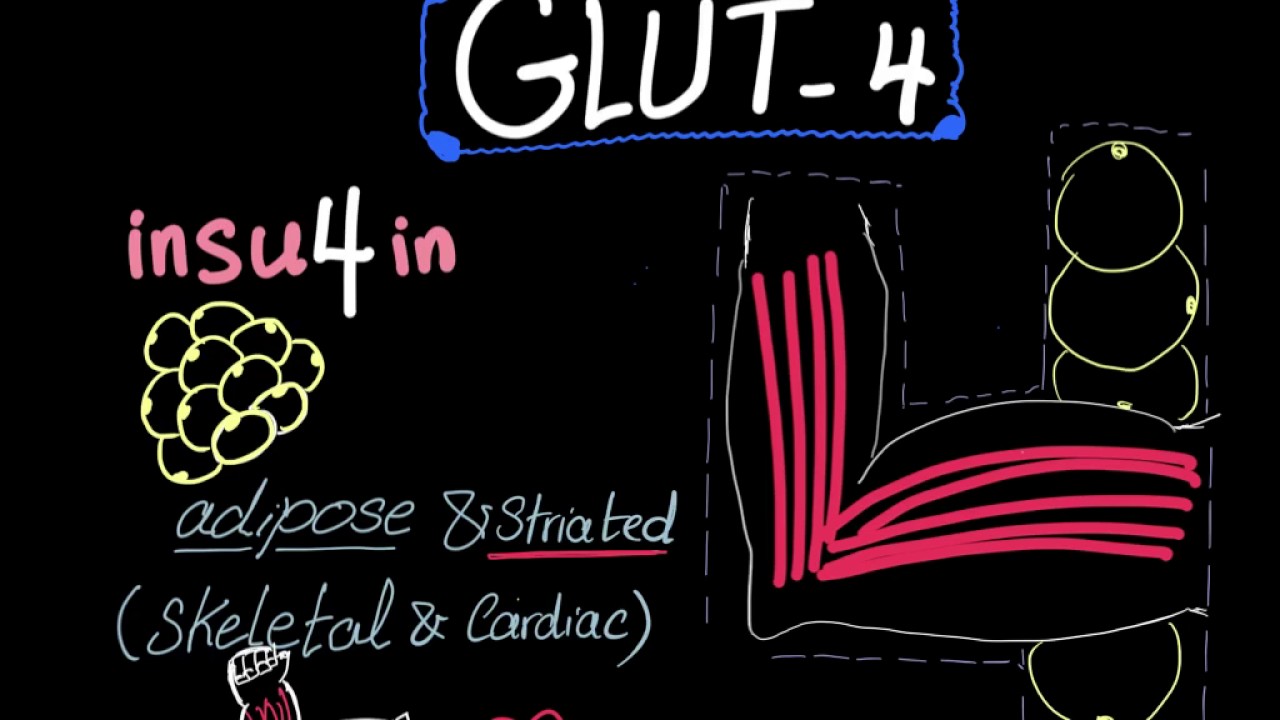 Glucose Transporter 4 (GLUT-4) - YouTube