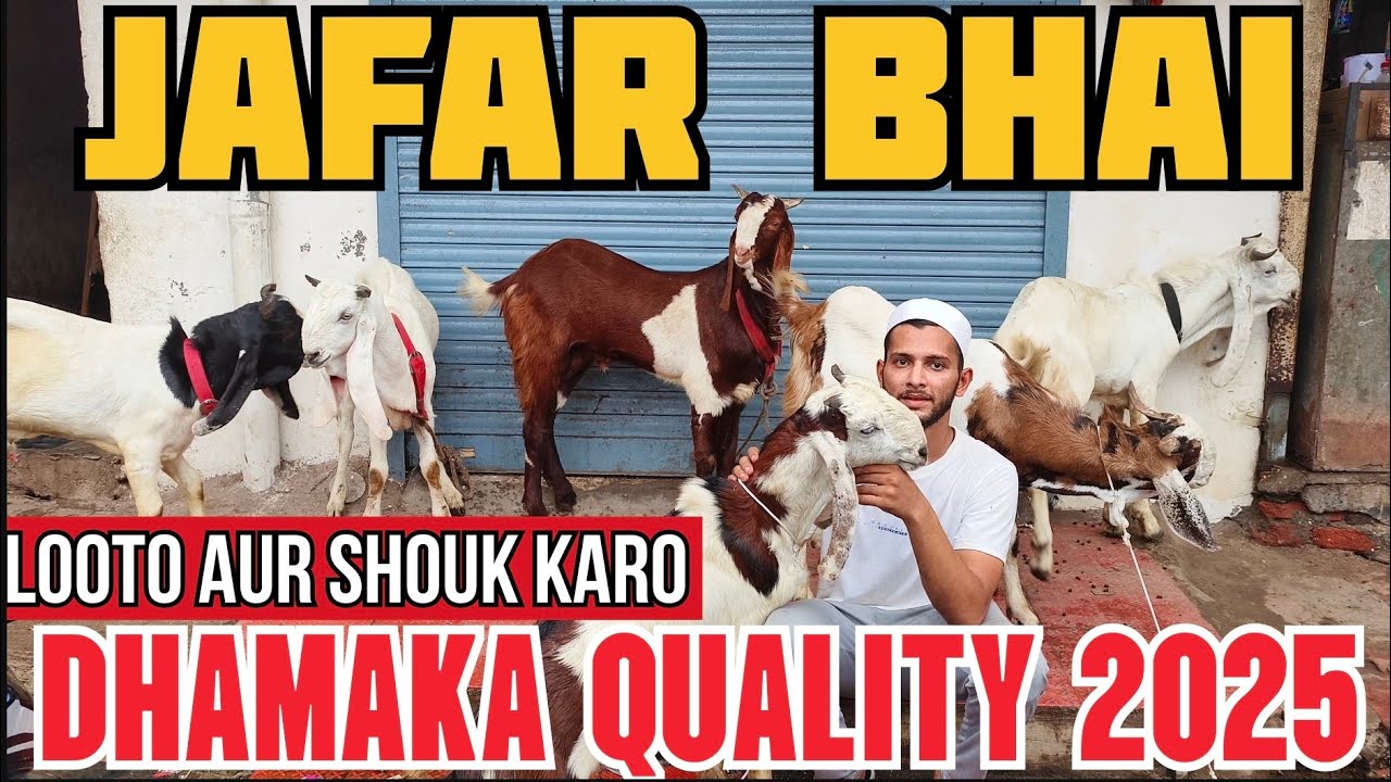 Dhamaka Quality Best For 2025 Ek Se Ek Nagine Lo Aur Shouk Karo ...