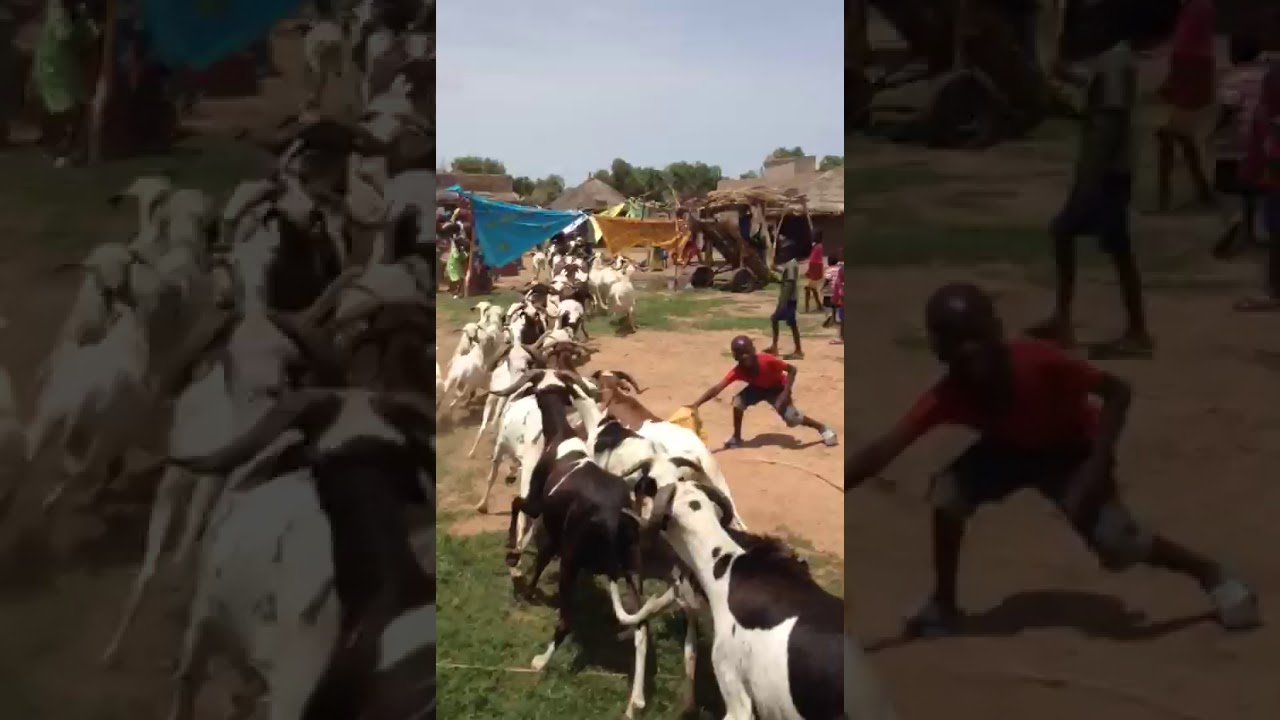 La culture peuhl dans toute son splendeur - YouTube