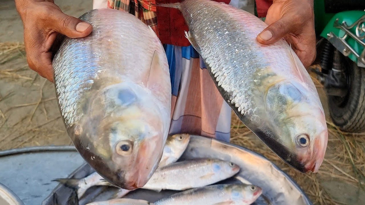 পদ্মার বড় বড় সাইজের তাজা ইলিশ মাছের😱দাম শুনলে চমকে যাবেন দেখুন ...