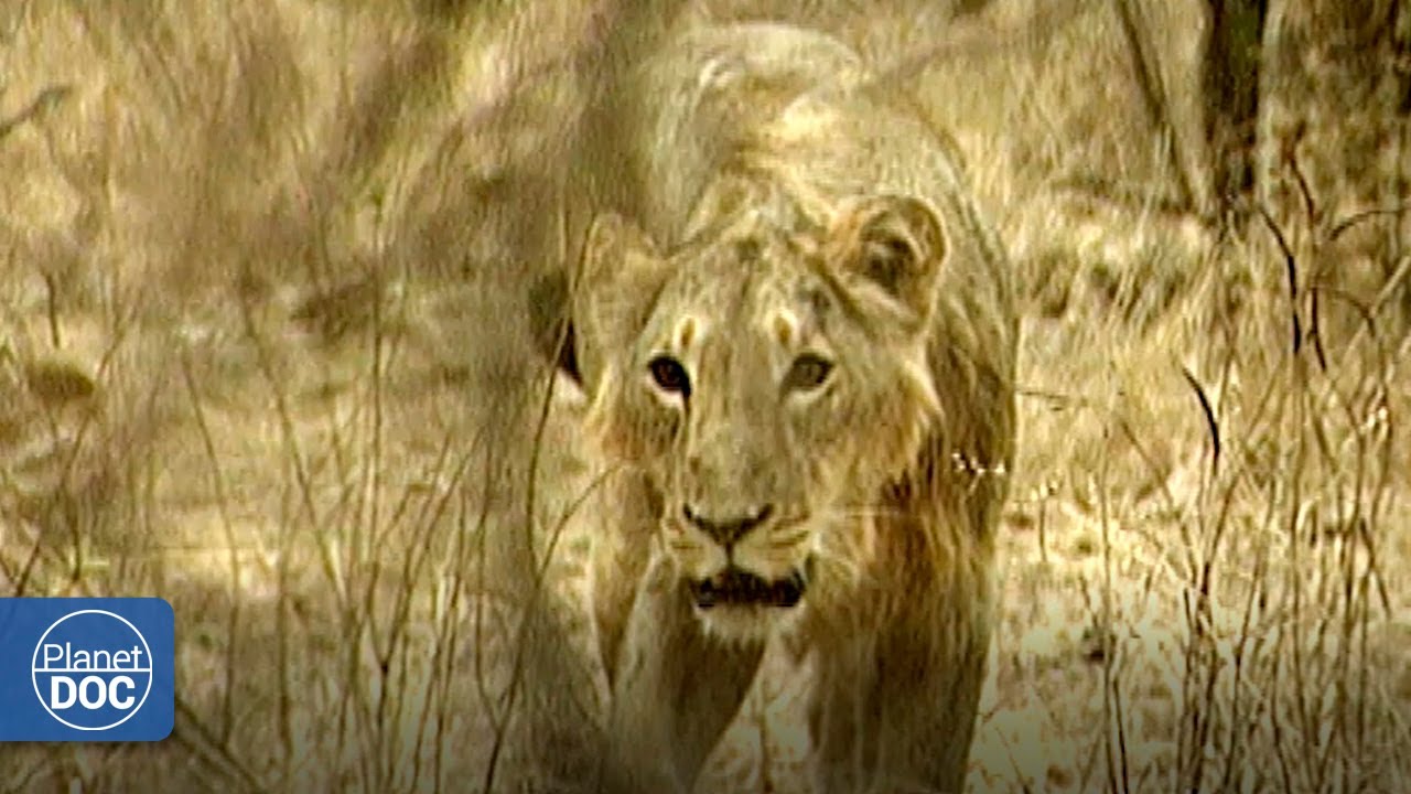 Del lugar donde el león y el ser humano conviven... a uno de los ...