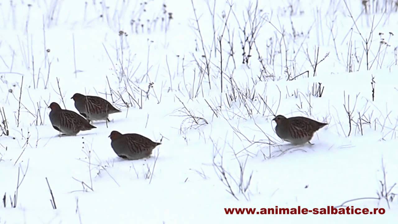 Potarnichea - YouTube