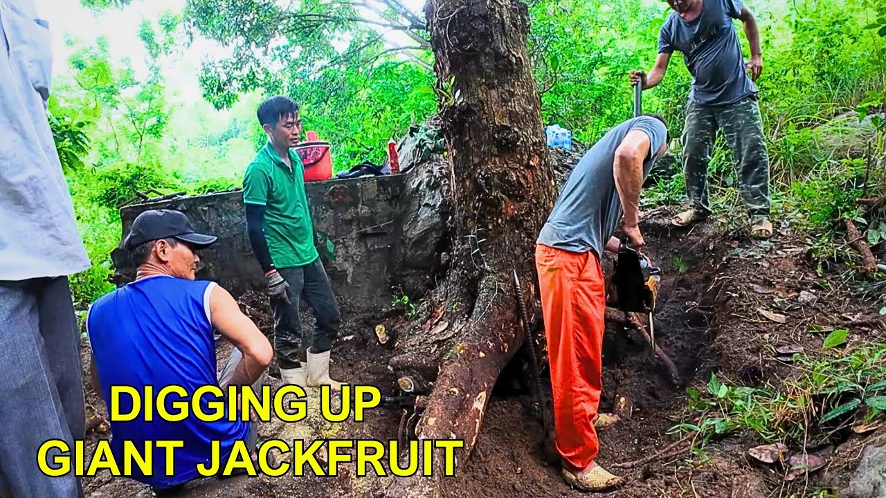 Digging Up a Giant Jackfruit Tree in the Heart of a Stunning Garden - YouTube