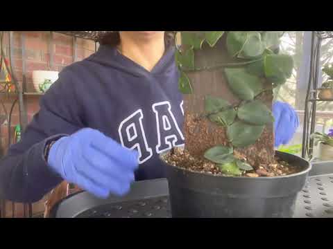 Shingle vine, Rhaphidophora hayi!!! - YouTube