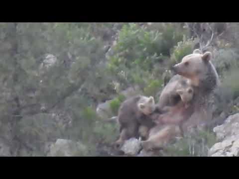 Bu Görüntüler Türkiye'de İlk / Anne Ayı Yavrularını Emziriyor / Mother Bear Feeds Her Cubs