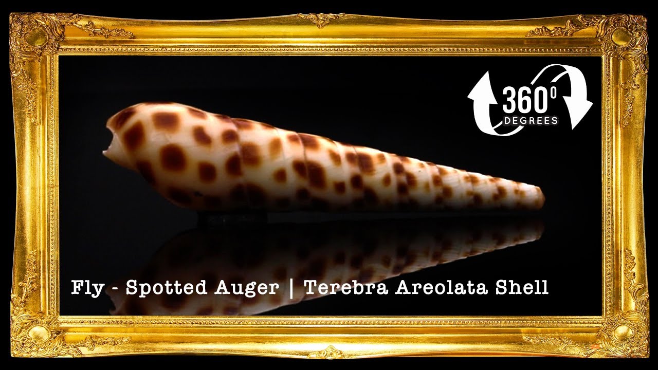 Sea Shells 360° | Fly - Spotted Auger | Terebra Areolata Shells - YouTube
