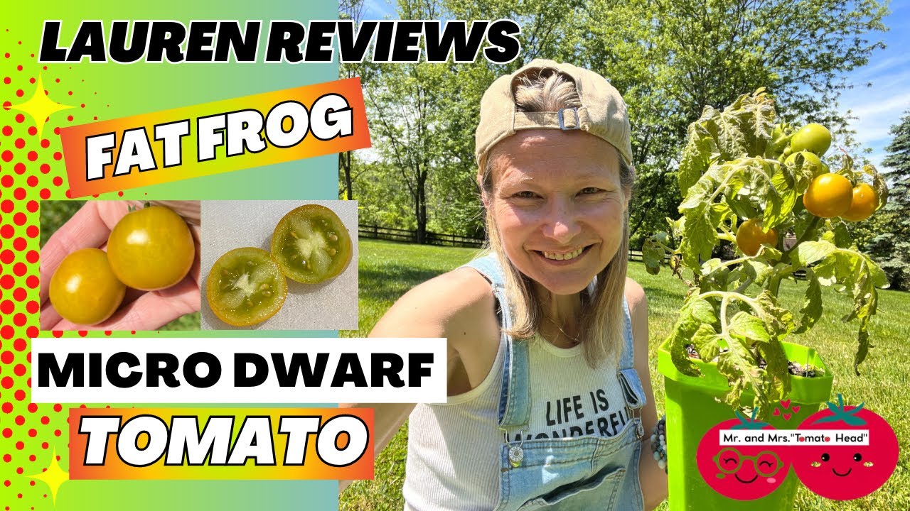 Lauren Reviews FAT FROG Micro Dwarf Tomato - YouTube