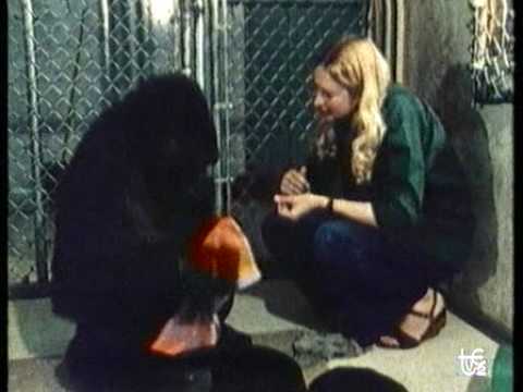 Francine 'Penny' Patterson con Koko - YouTube