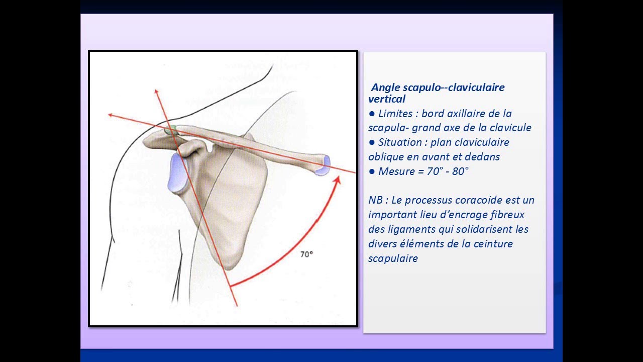ANATOMIE MS Articulation acromio claviculaire - YouTube