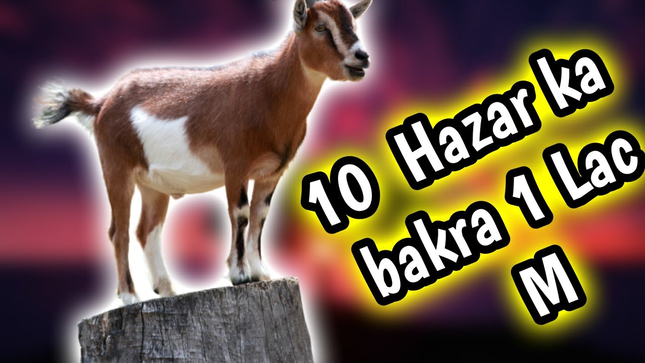 10 hazar ka bakra 1 lac m - YouTube