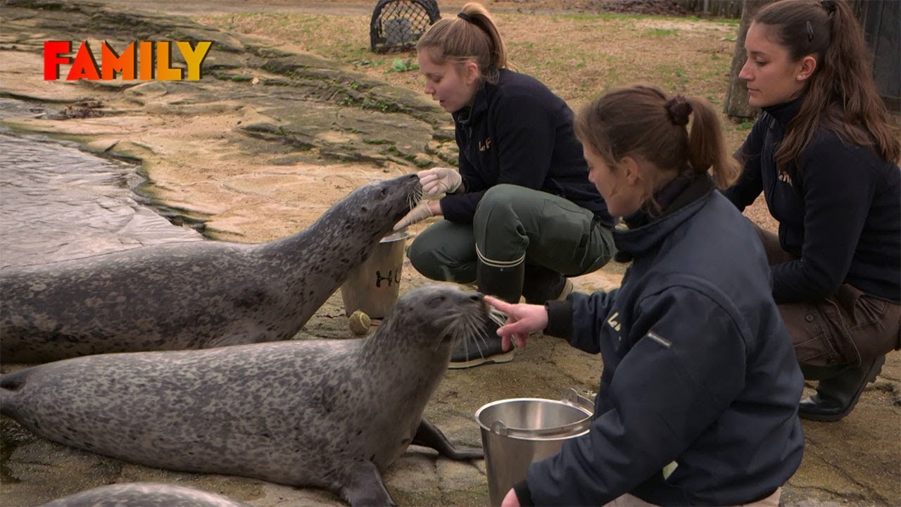 Naissances animales au cœur du plus grand zoo d'Auvergne - YouTube