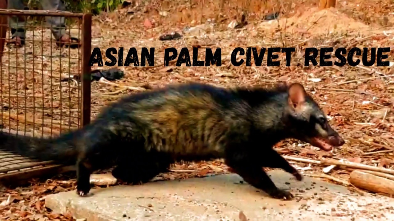 Asian Palm Civet rescue and release. - YouTube