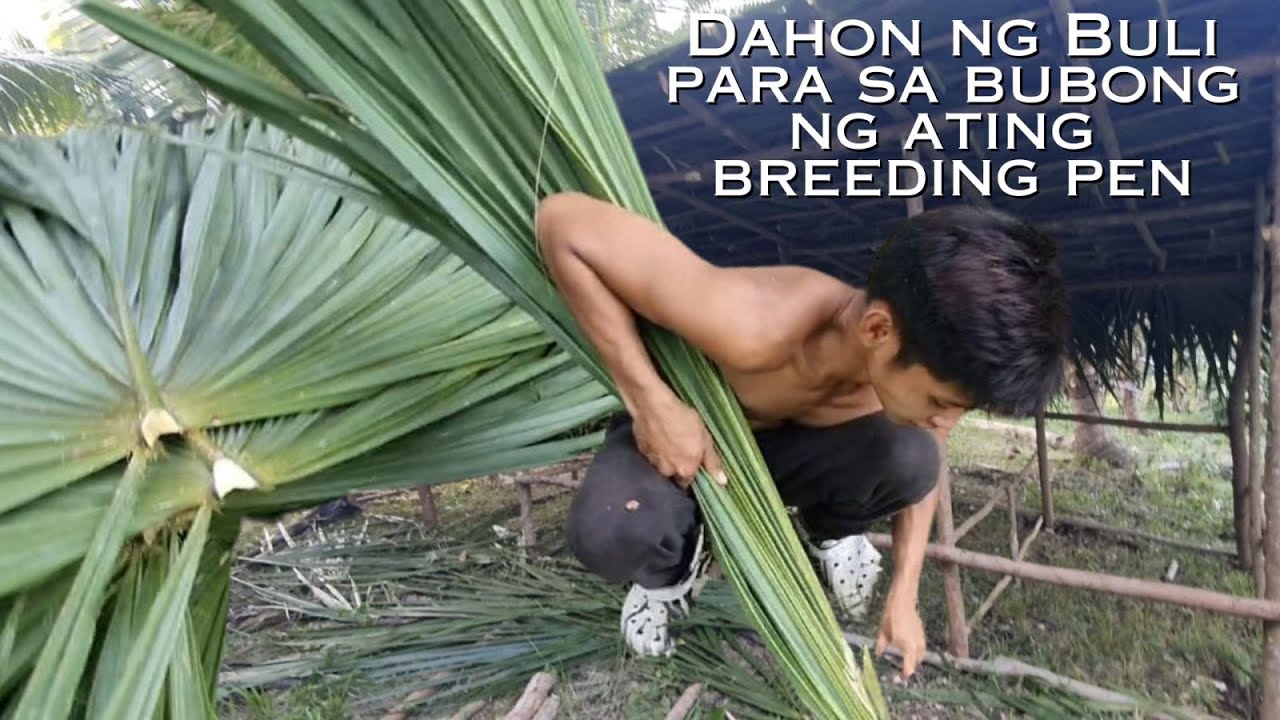Manguha tayo ng Dahon ng Buli para Bubong - YouTube
