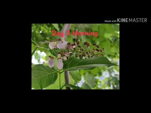 Bud to Blossom480p