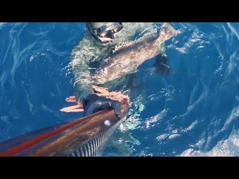 EPINEPHELUS COSTAE 2 - YouTube