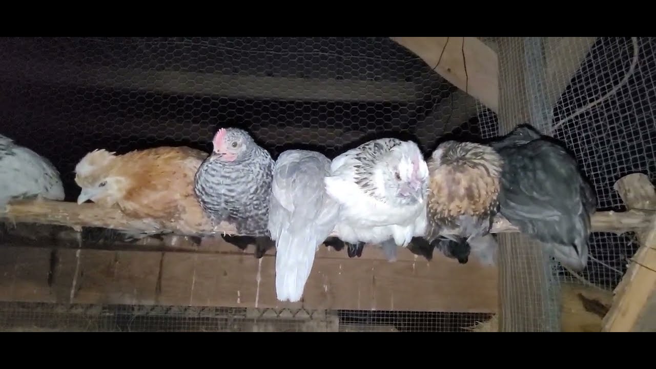 Counting Our Baby Chicks Before Bedtime @CedarBridge62 #farmlife # ...