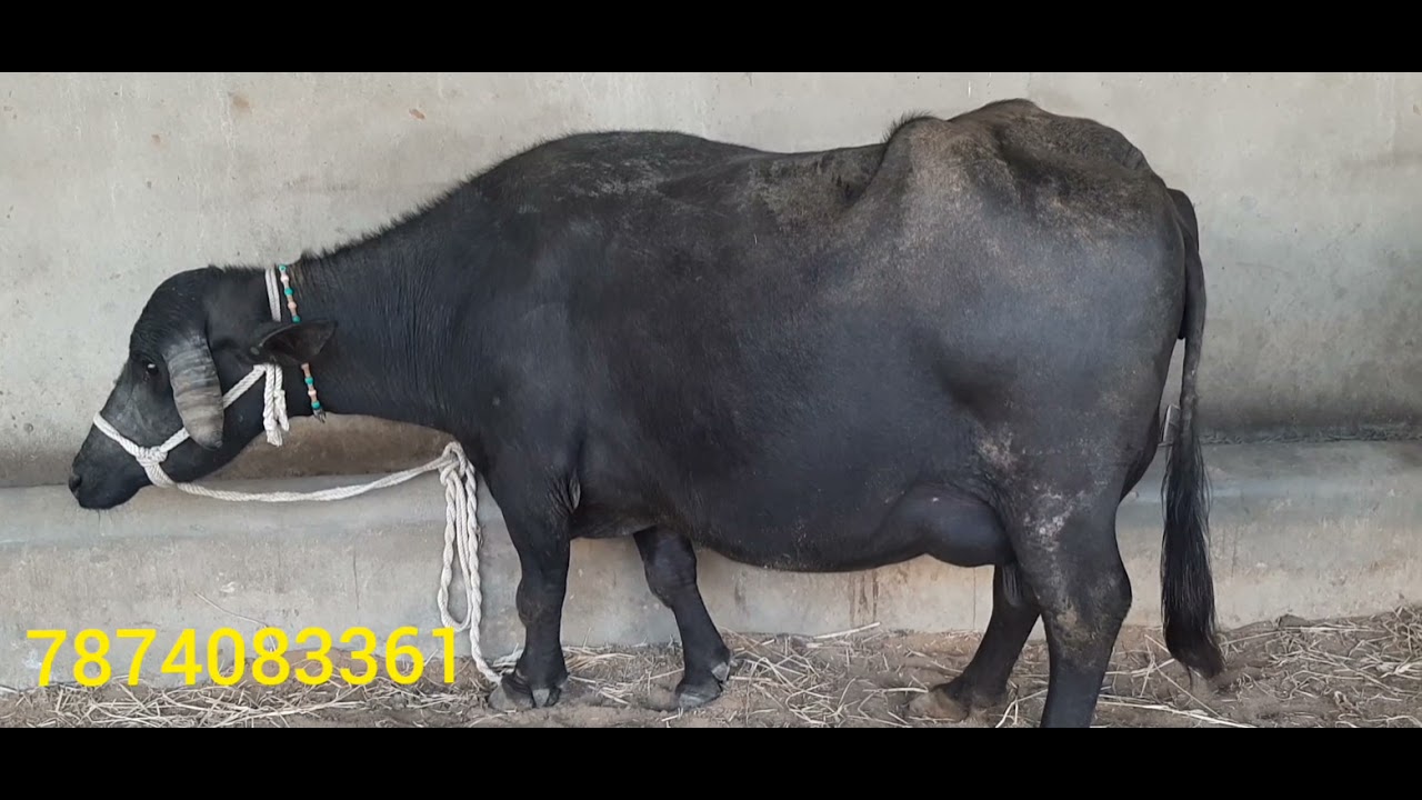 Banni Buffalo Pure Mendi Buffalo Original Jungle Purchase Contact ...