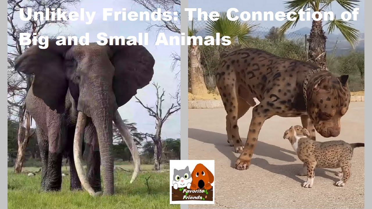 Favorite Friends / Unlikely Friends The Connection of Big and Small ...