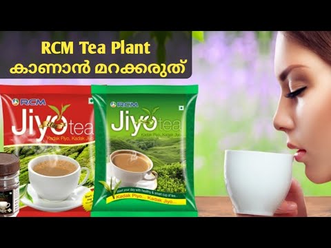 RCM Tea Plant | - YouTube