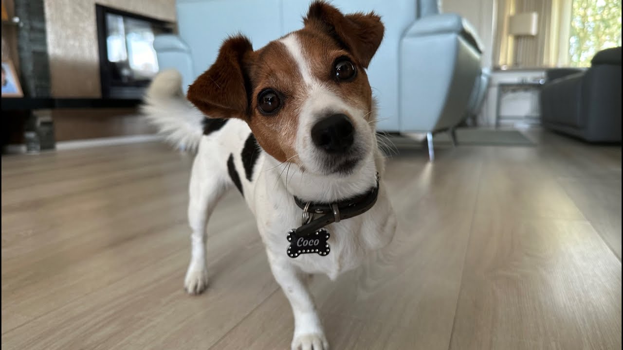 🔴 EP 1: Walks And Talks With Coco! (Members Only) 🔴 - YouTube