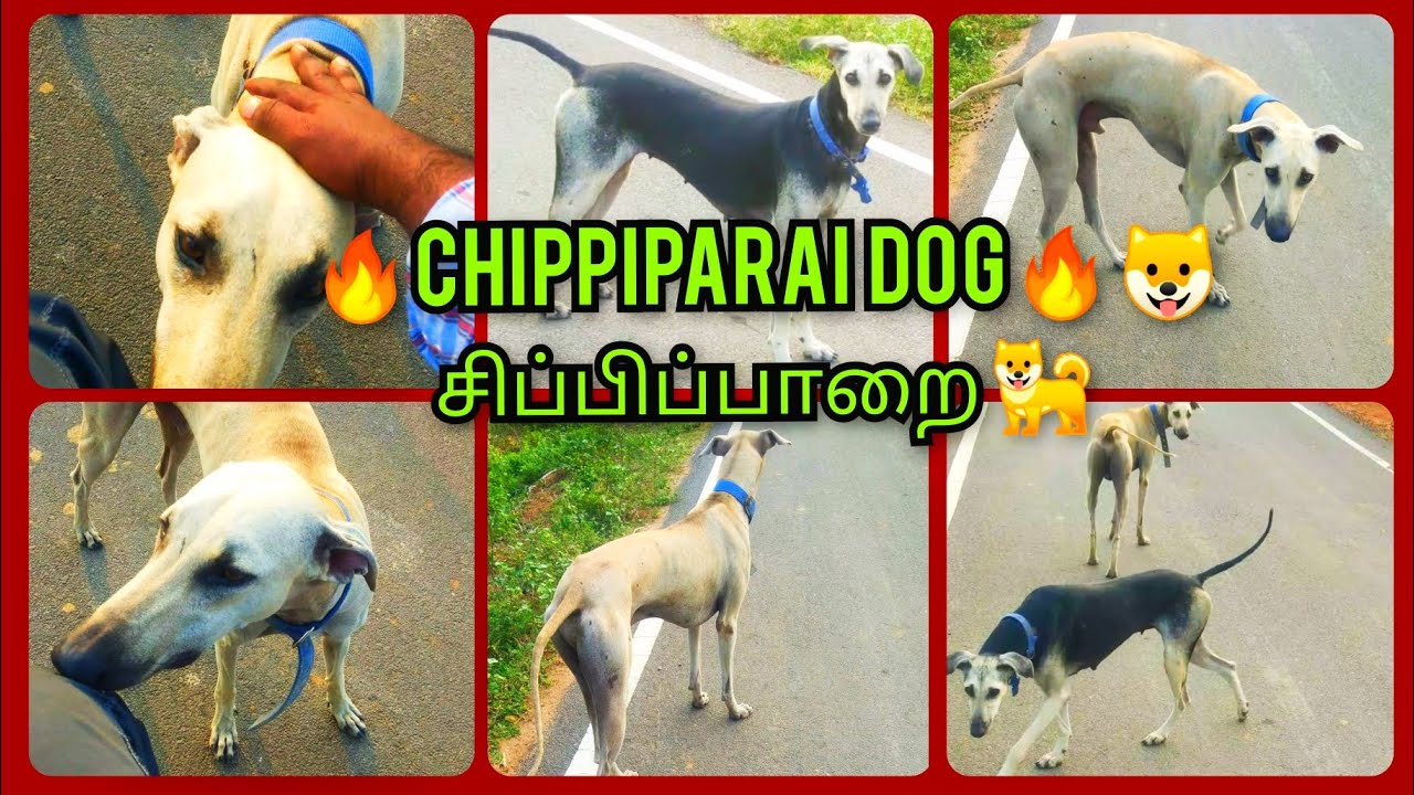 Chippiparai dog🔥சிப்பிப்பாறை #chippiparaidog #chippiparaidogs # ...