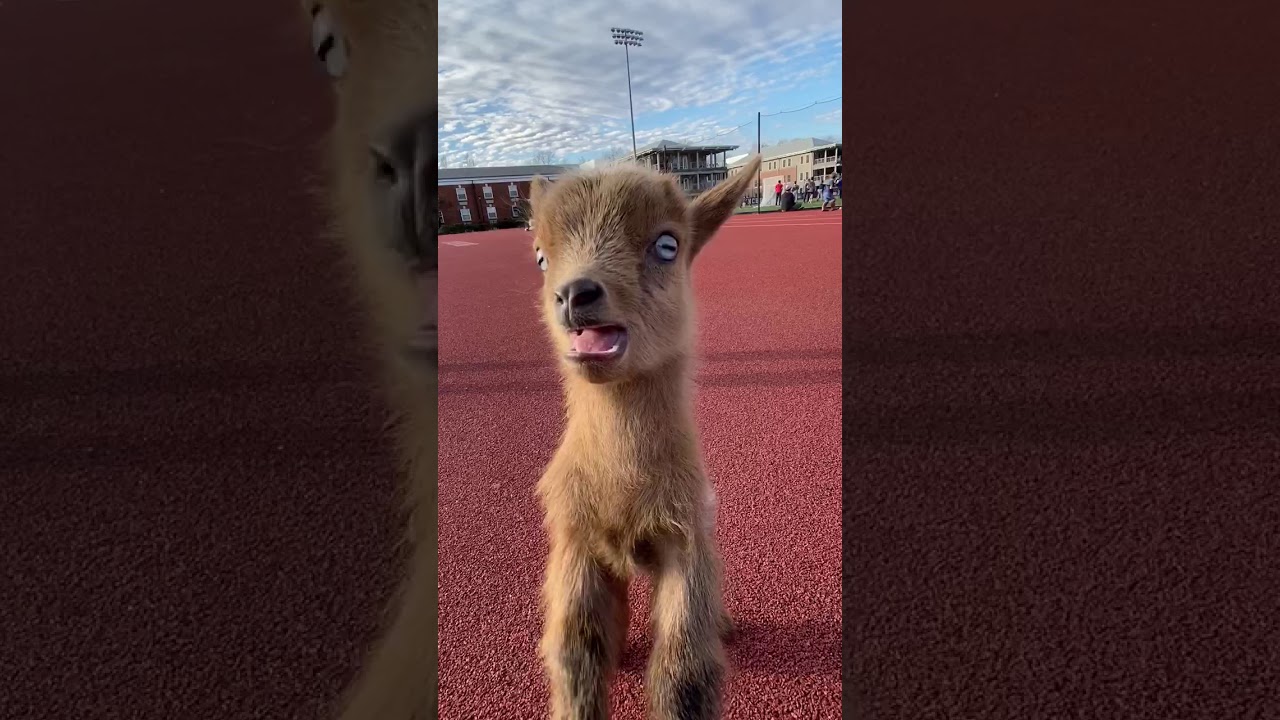 Adventures of Sassy the goat - YouTube