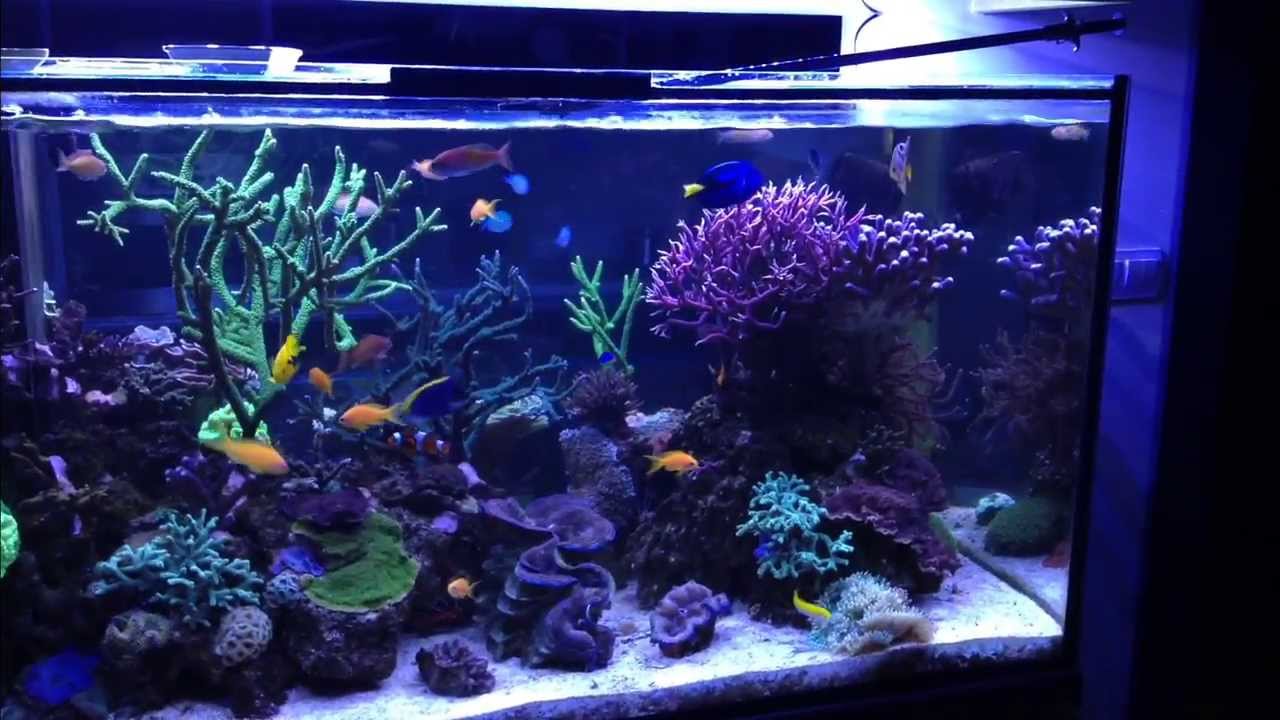 SPS + LPS Aquarium - YouTube