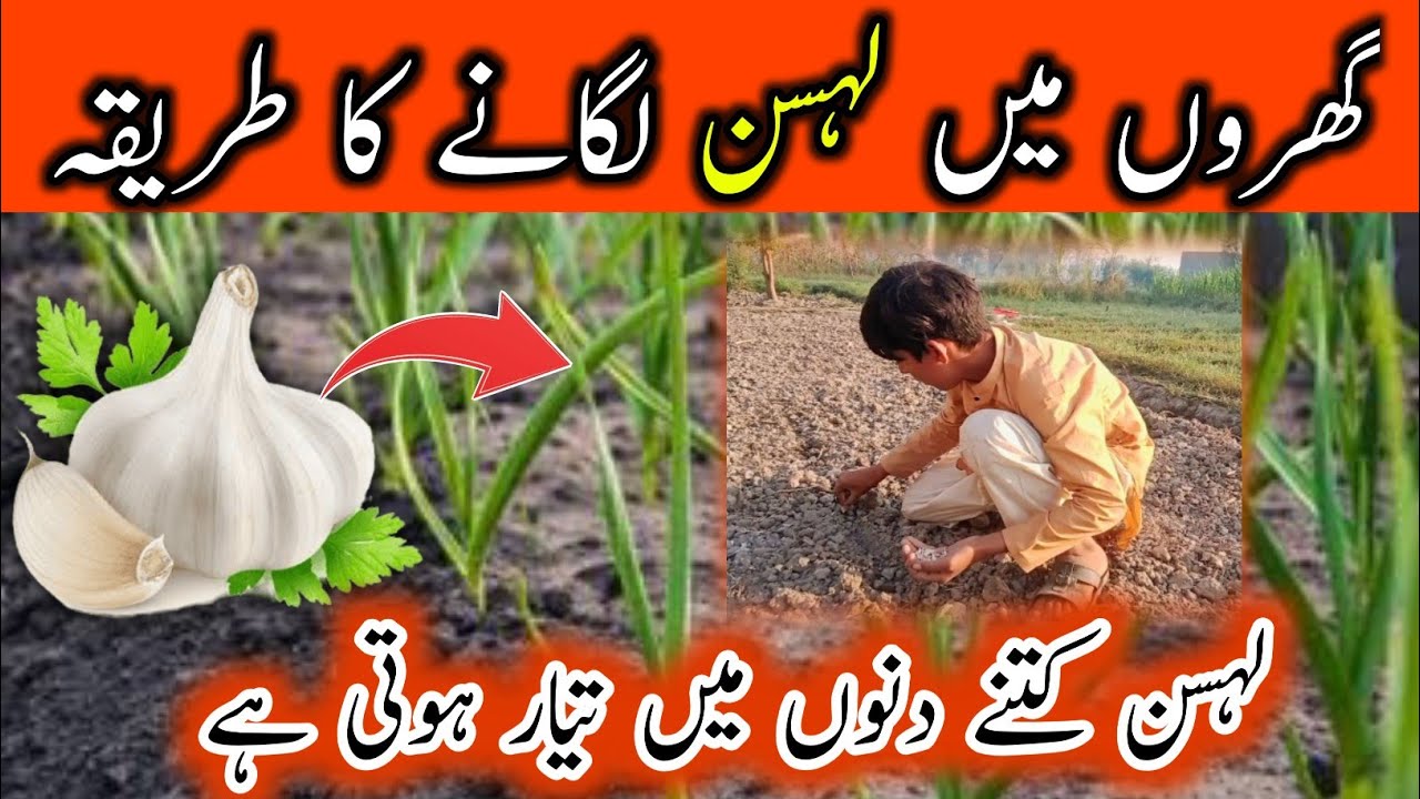 How To Grow Garlic At Home 🌱 | Lahsun Ke Fayde | Lahsun Lagane Ka ...