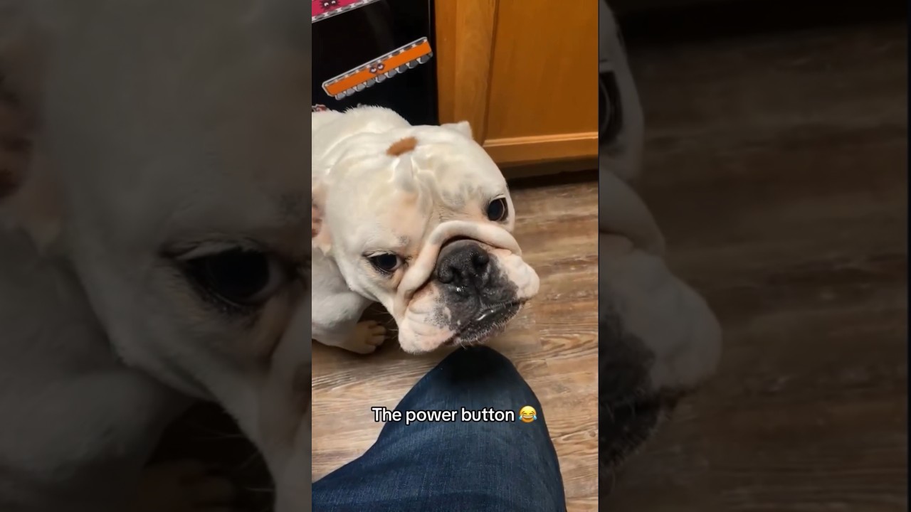 dank animals pt 645 - YouTube