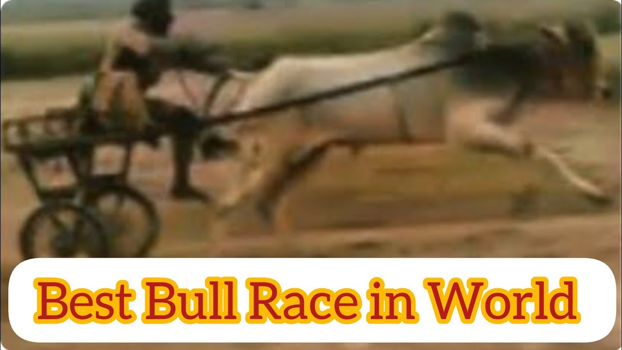 Best Bull Race in World Malik vlog - YouTube