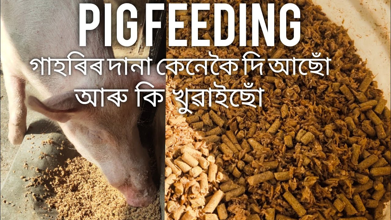 PIG FEEDING DETAILS, Importance of Starter, Grower & Finisher, Pig ...