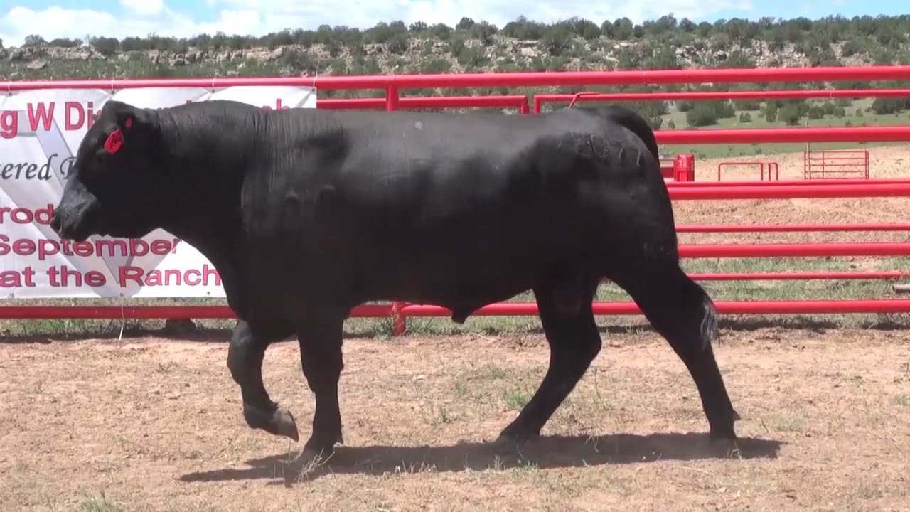 Flying W Diamond Ranch Lot 78 - YouTube