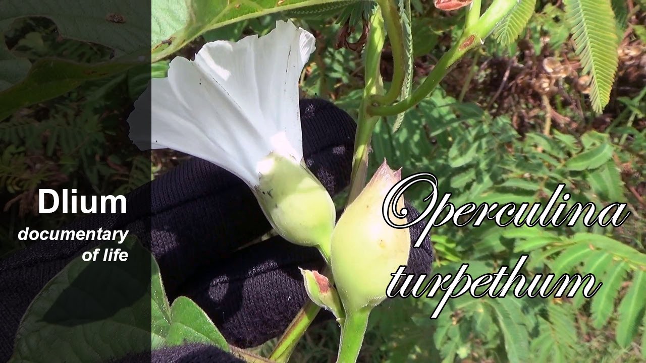 Turpeth (Operculina turpethum) - part 1 - YouTube